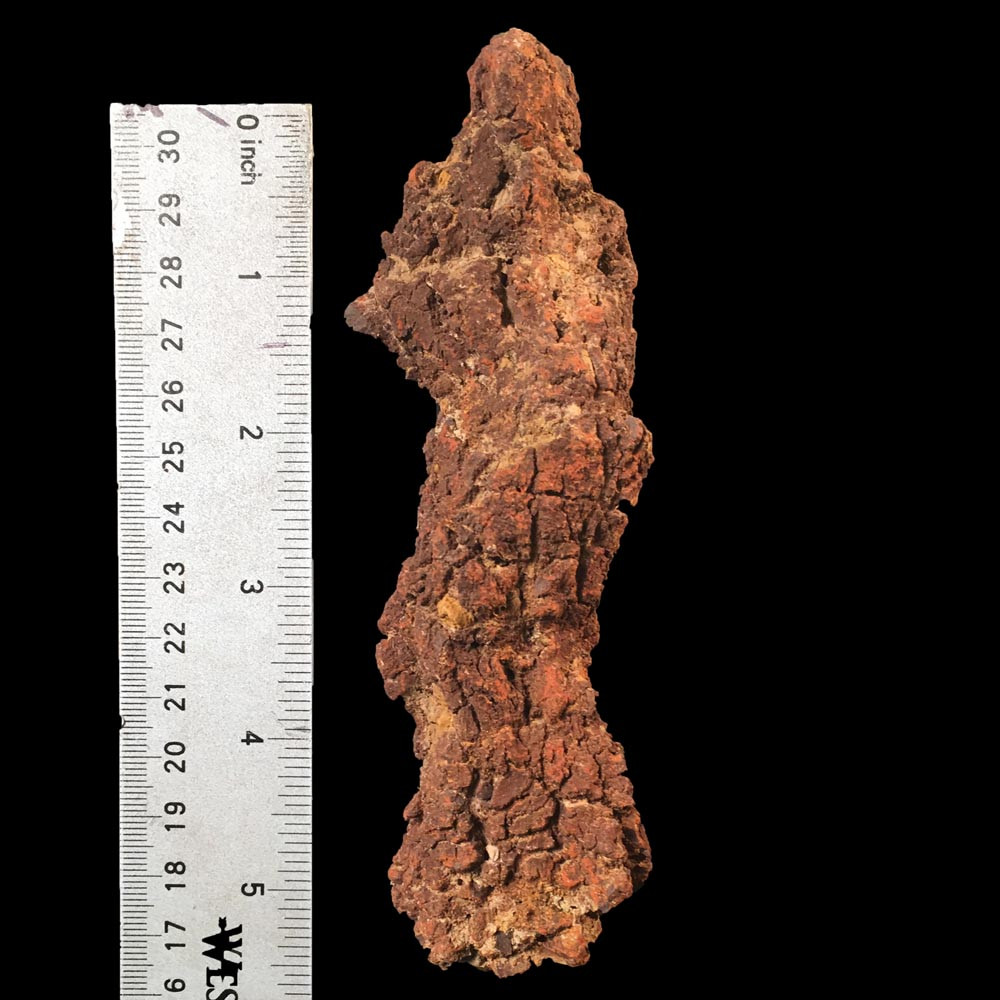 Fossilized turtle Coprolite For Sale | Fossilsplus