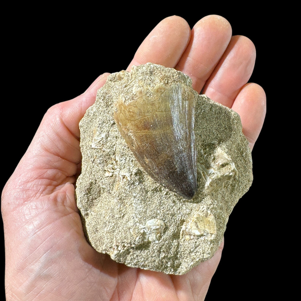 Large Mosasaur tooth in Matrix For Sale | Fossilsplus/Pangaea Industries