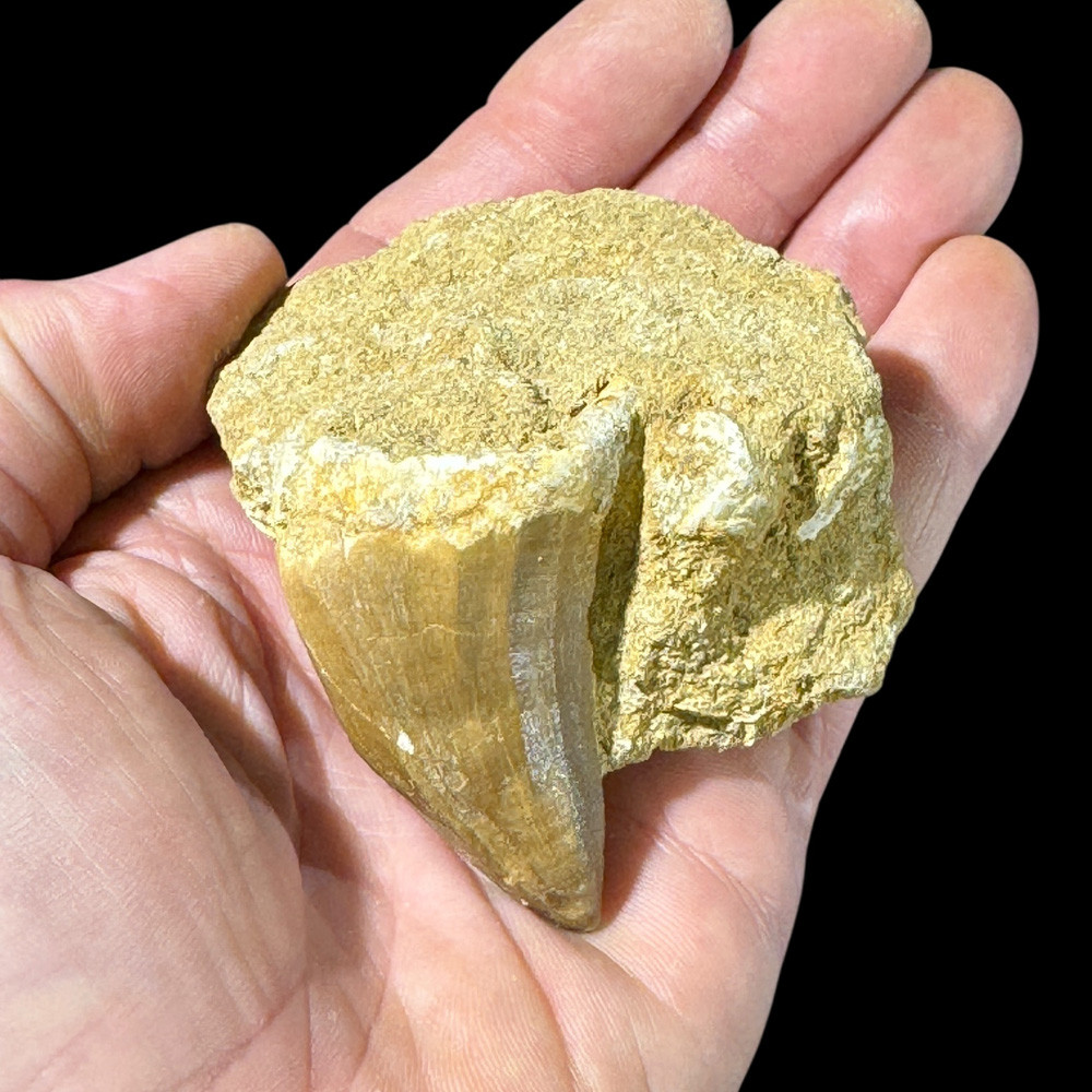 Large Mosasaur tooth in Matrix For Sale | Fossilsplus/Pangaea Industries