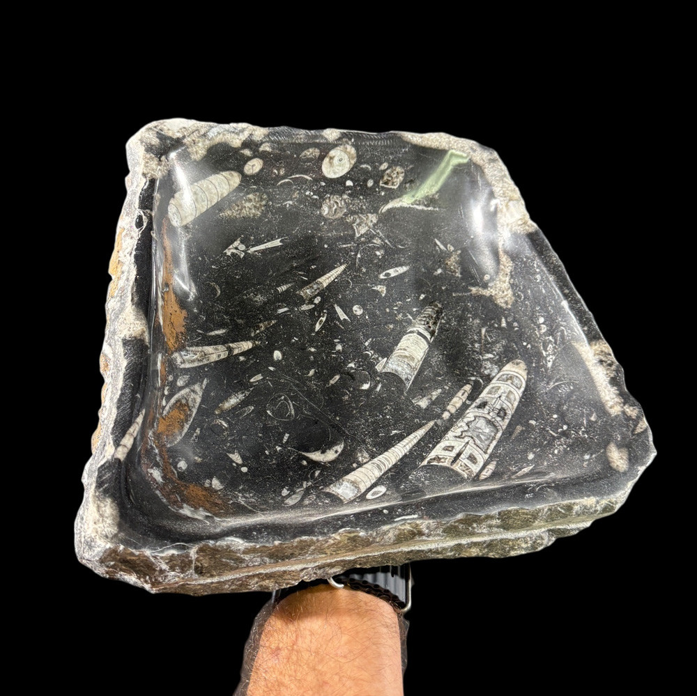 Hand-Carved Raw Edge Orthoceras Fossil Bowl from the Sahara Desert, Morocco