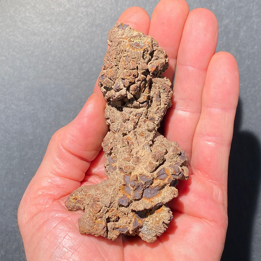 Fossilized turtle poop For Sale | Fossilsplus