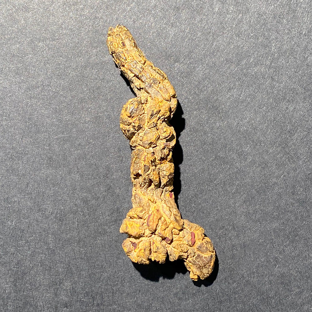 Fossilized turtle Coprolite For Sale | Fossilsplus