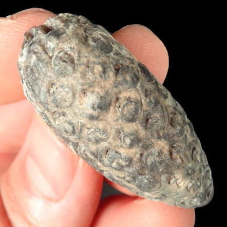 Fossil Pine Cone From Morocco