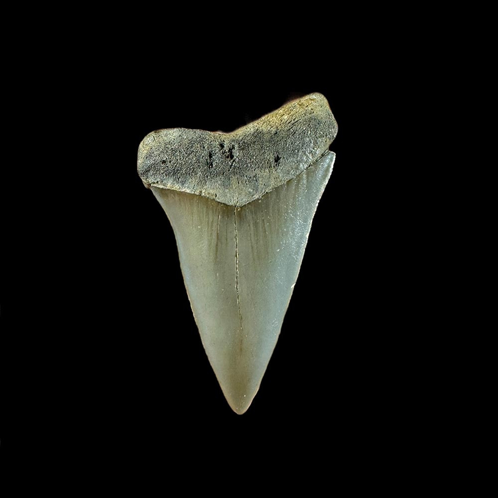 Mako Fossil Shark Tooth | Fossilsplus