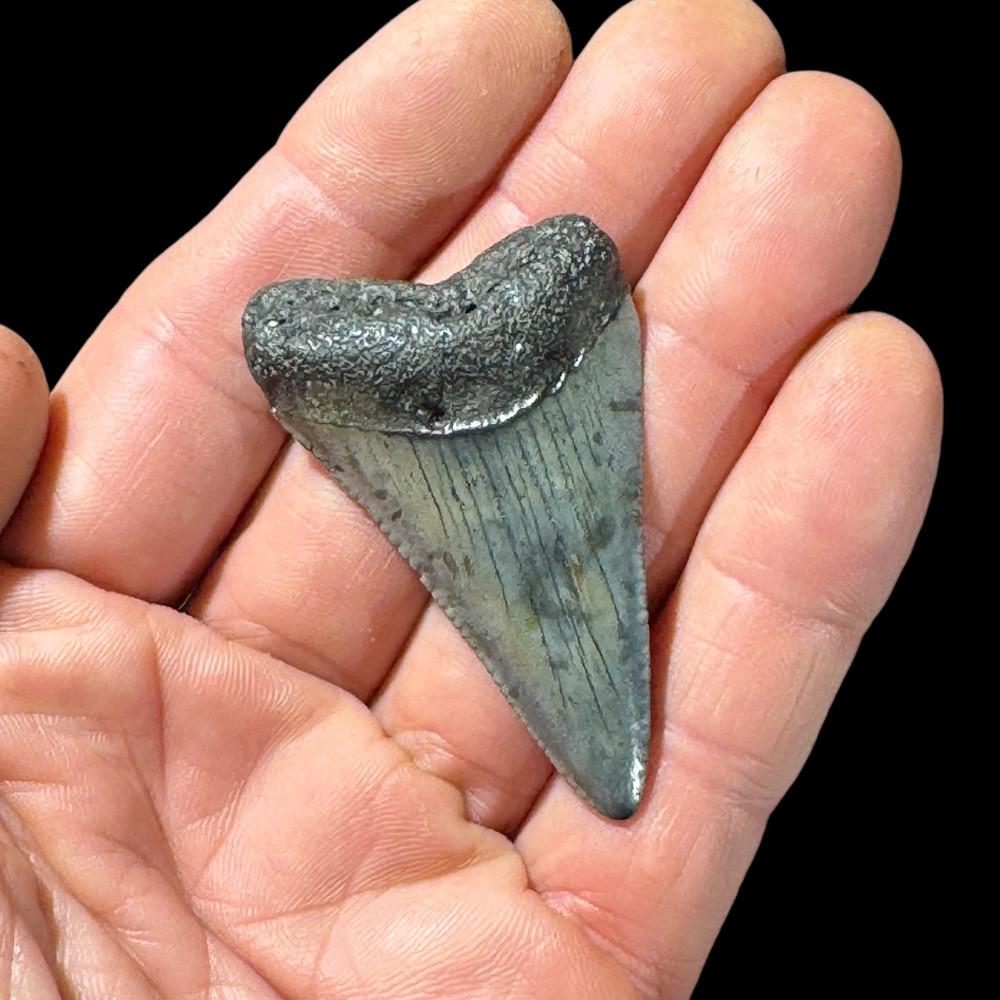 Great White Fossil Shark Tooth | Fossilsplus