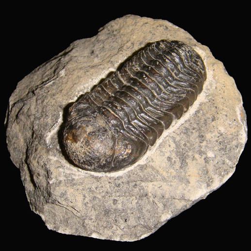Phacops trilobites from Morocco