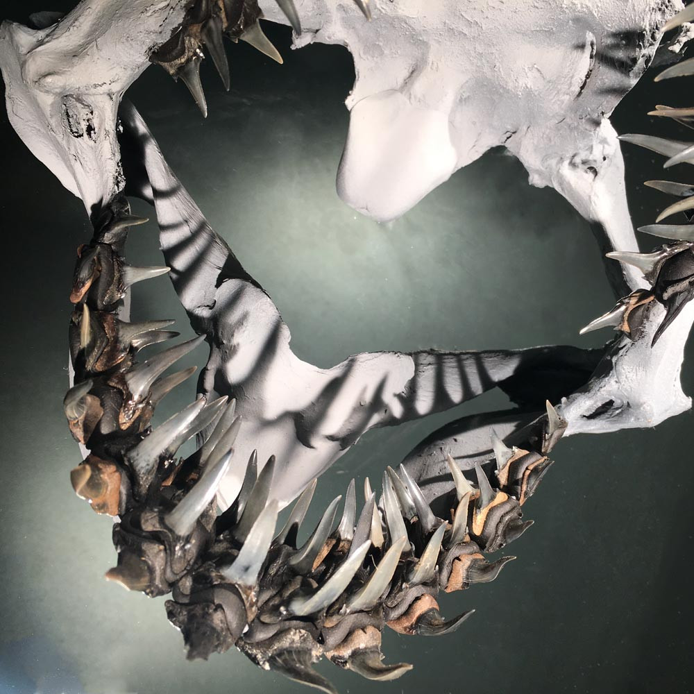 Fossil Tiger Sand Shark Jaw