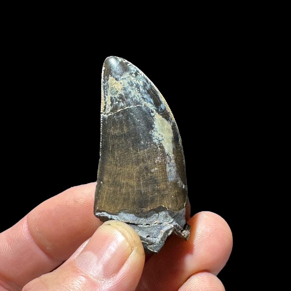 T-rex tooth for sale | Fossilsplus/Pangaea Industries