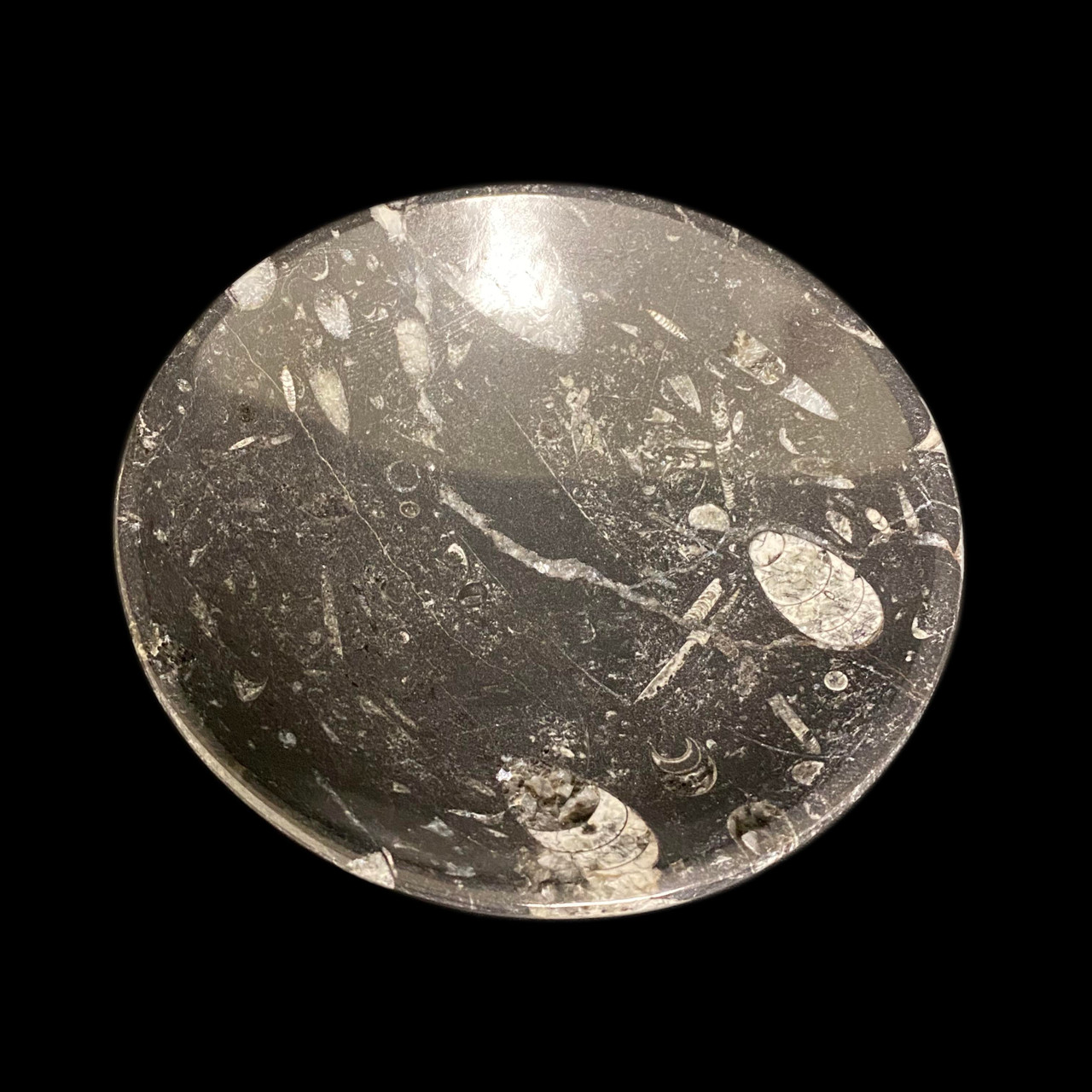 Orthoceras Bowl - Med
