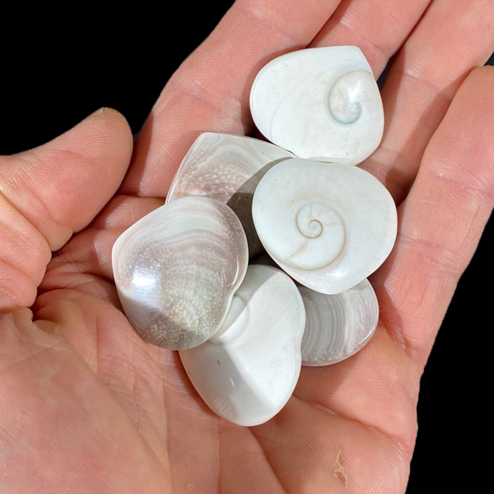 Small Shiva Shell Hearts