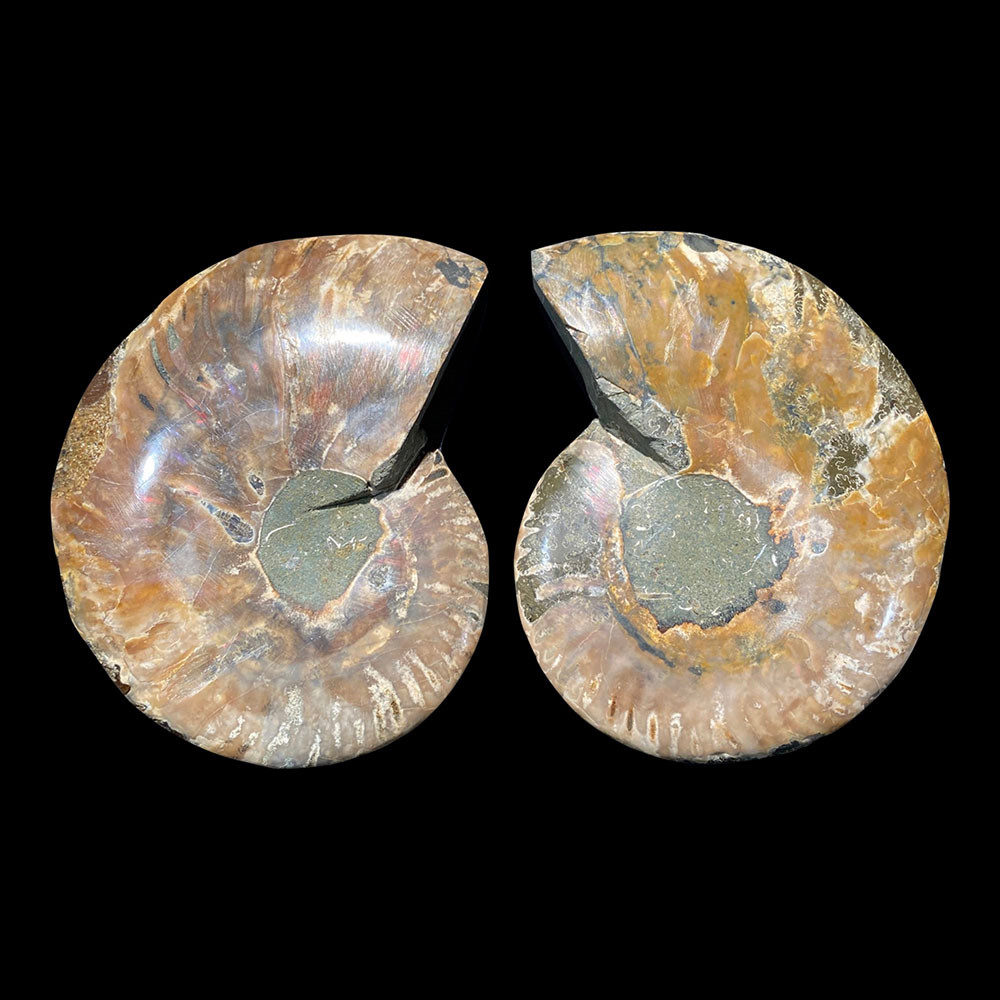 Ammonite split pair from Madagascar