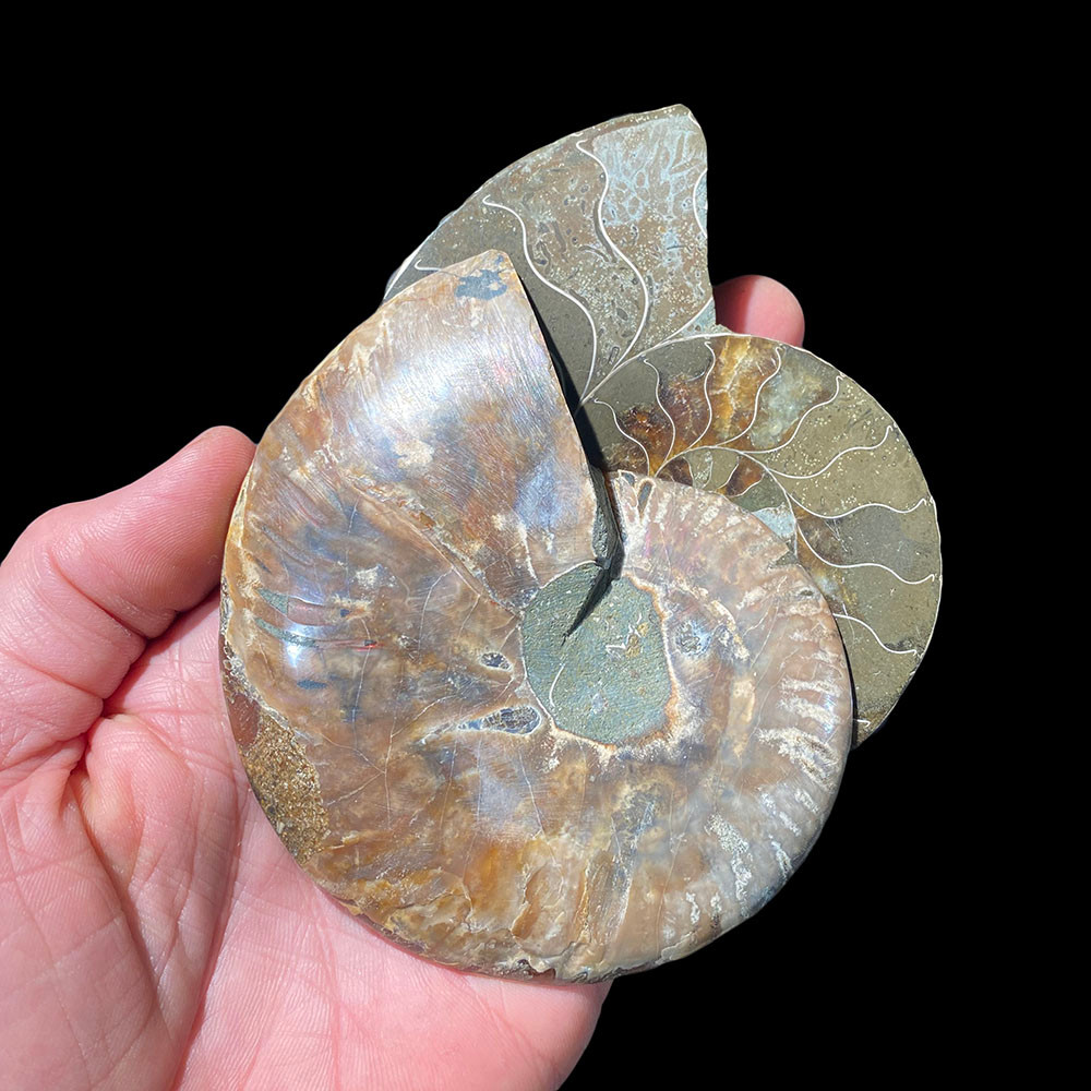 Ammonite split pair from Madagascar