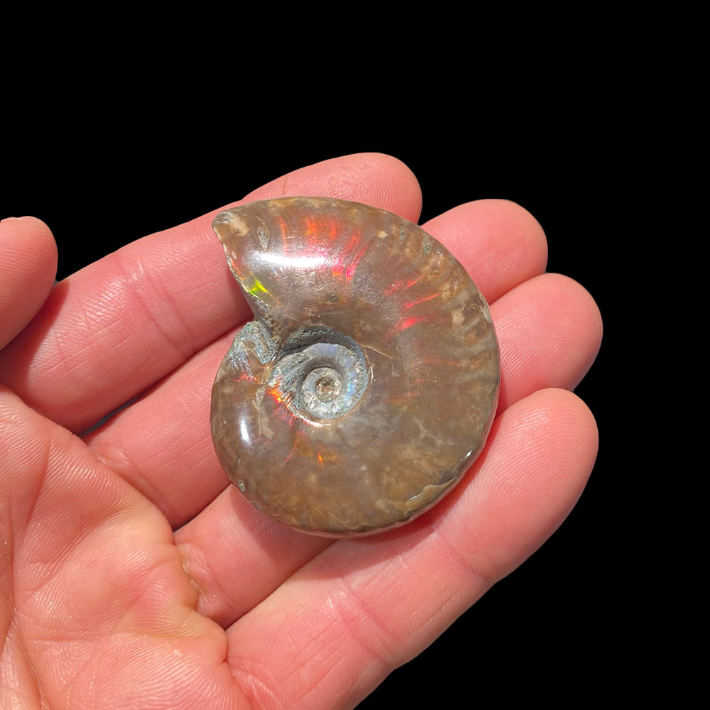 Red Ammonite For Sale | Fossilsplus/Pangaea Industries