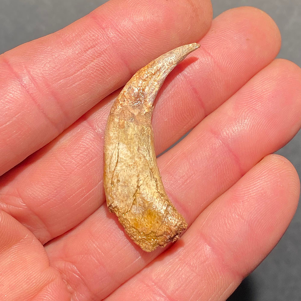 Large fossil raptor claw