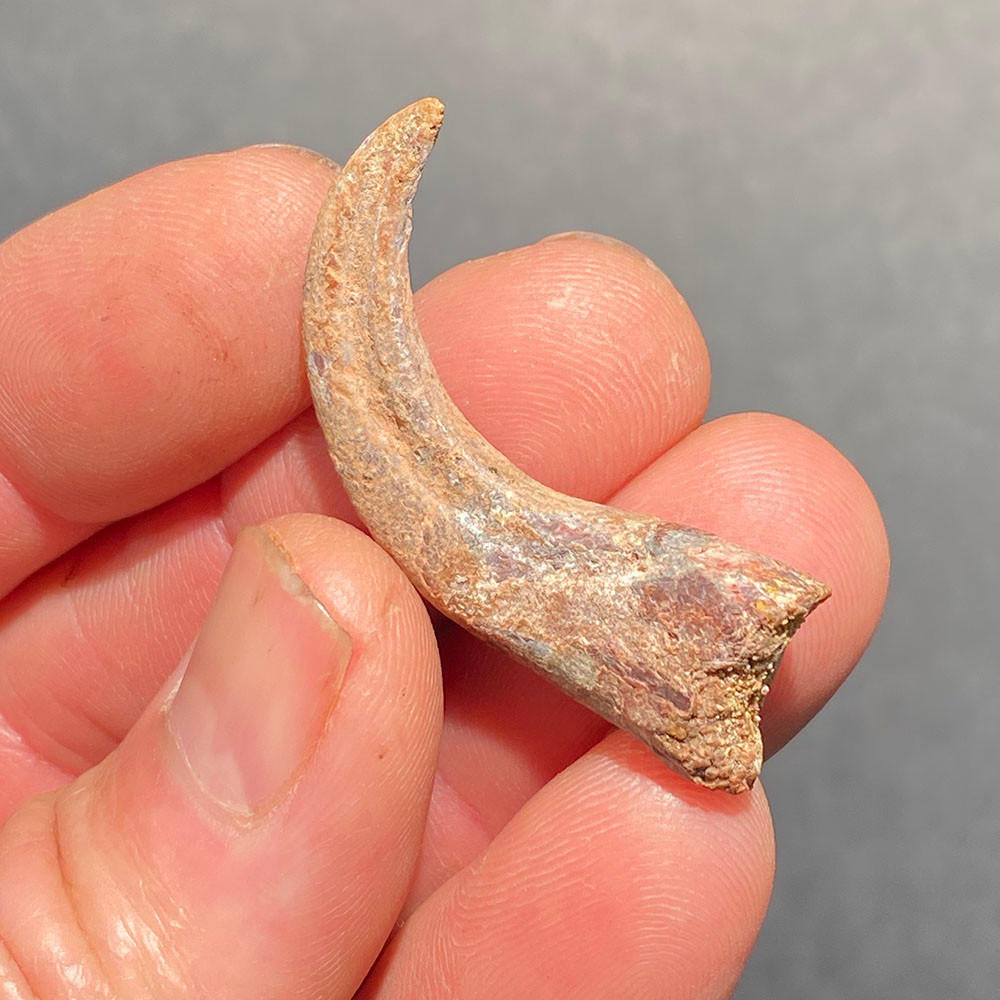 Raptor claw fossil