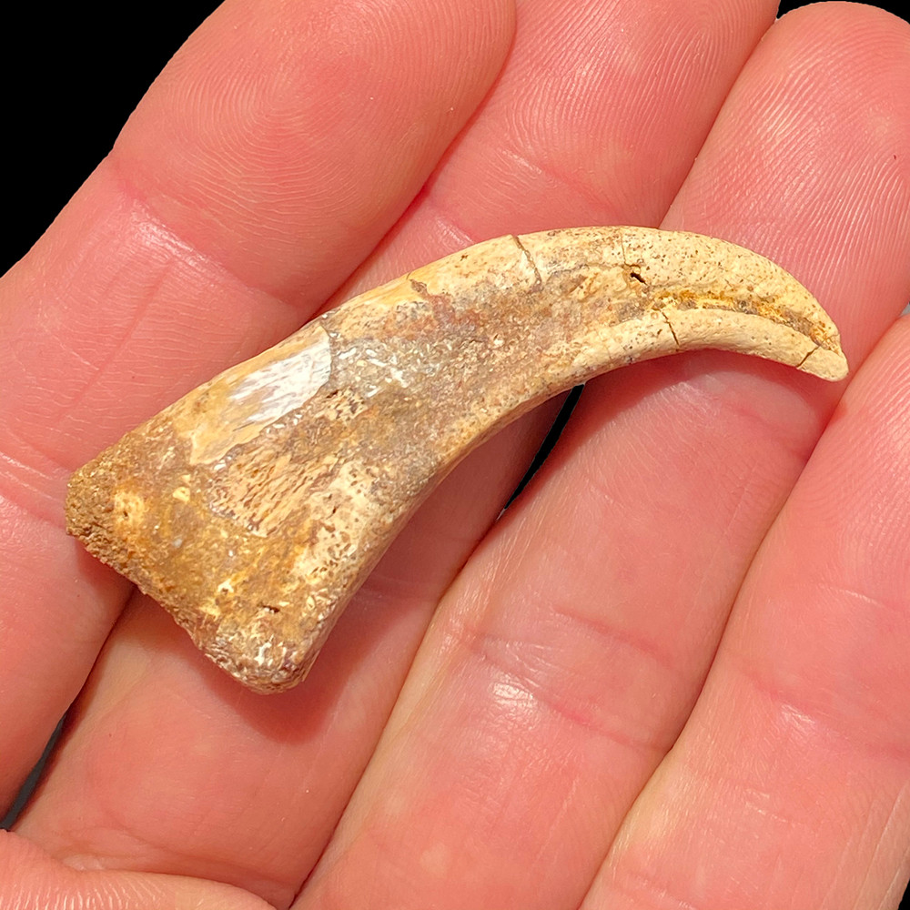 Raptor claw fossil