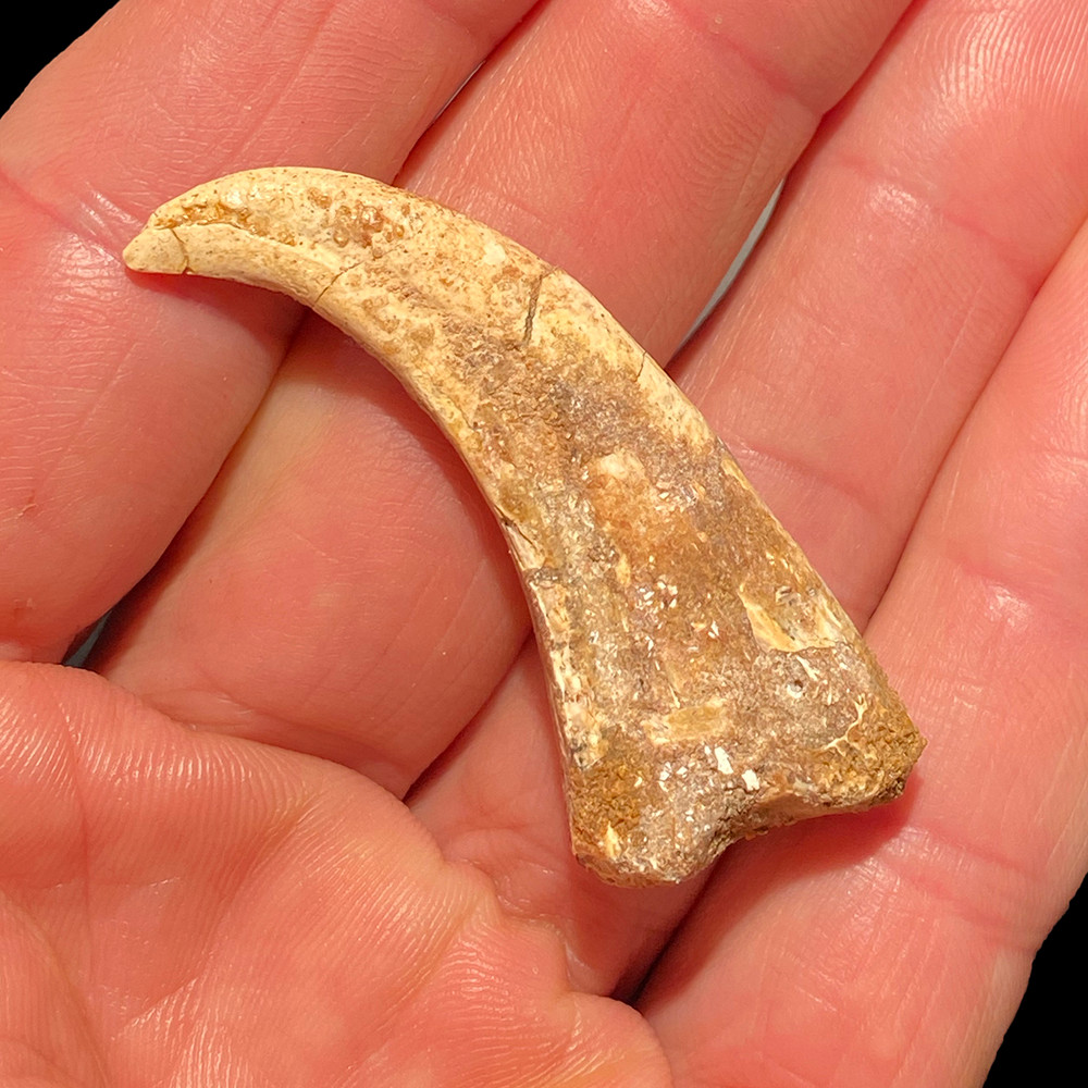 Raptor claw fossil