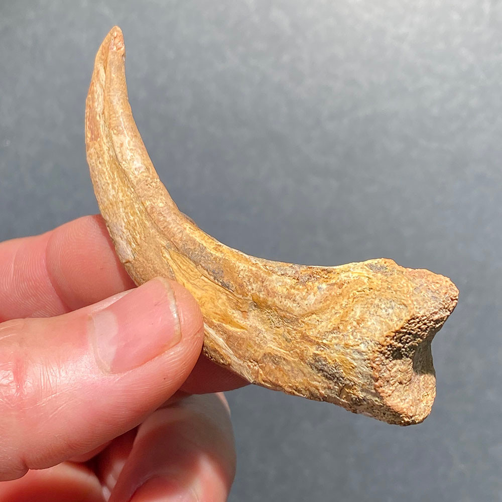 Fossil Raptor claw | Fossilsplus