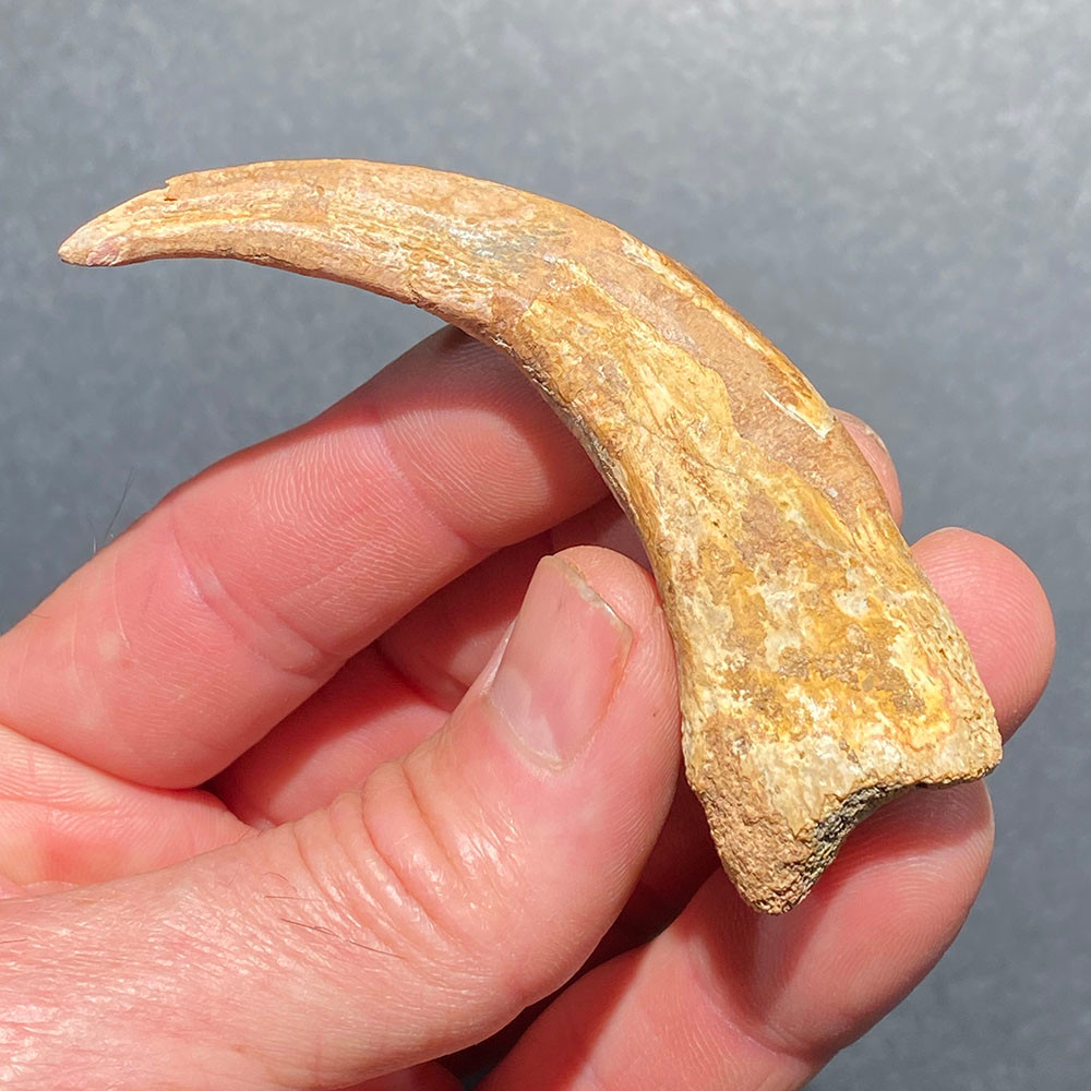 Fossil Raptor claw | Fossilsplus