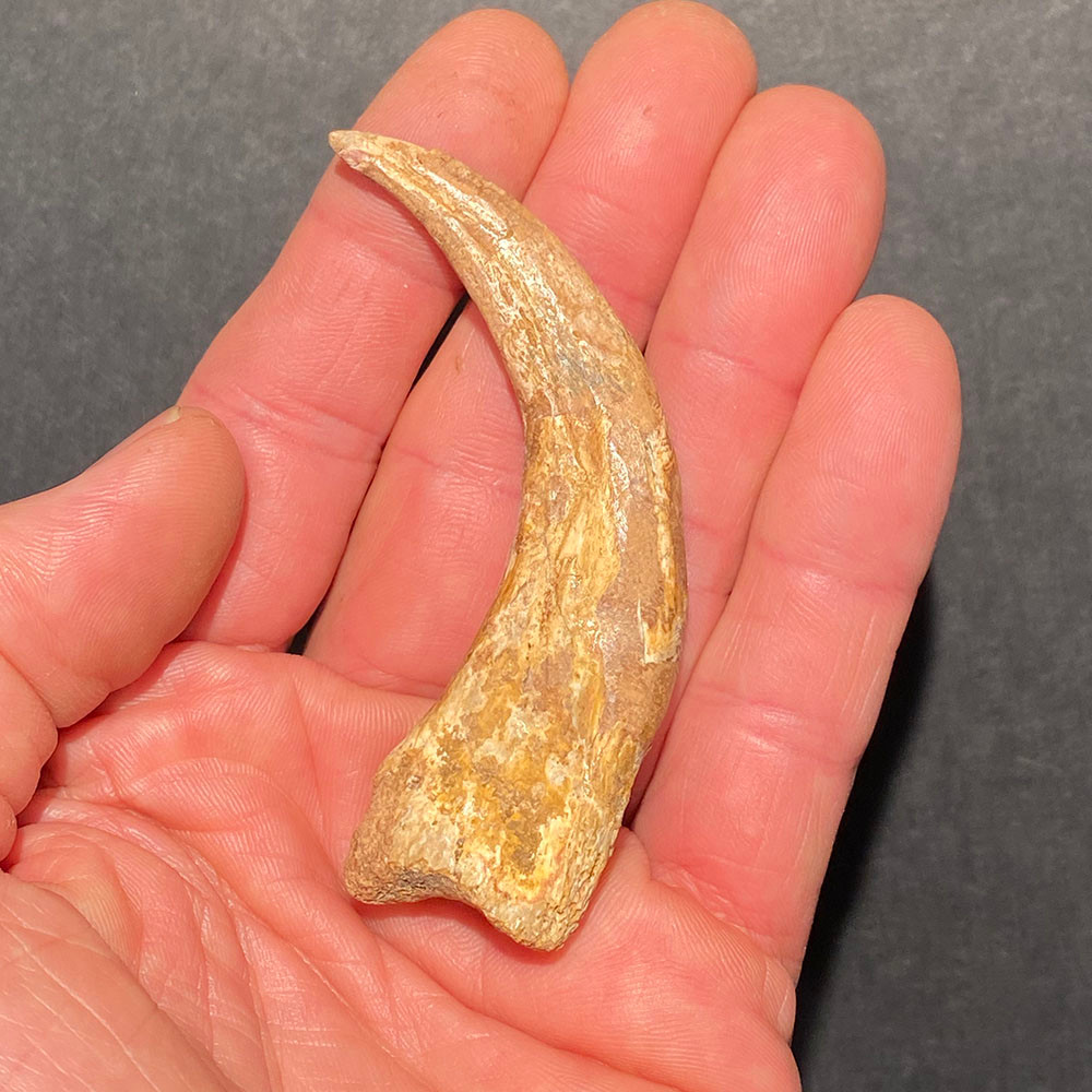 Fossil Raptor claw | Fossilsplus