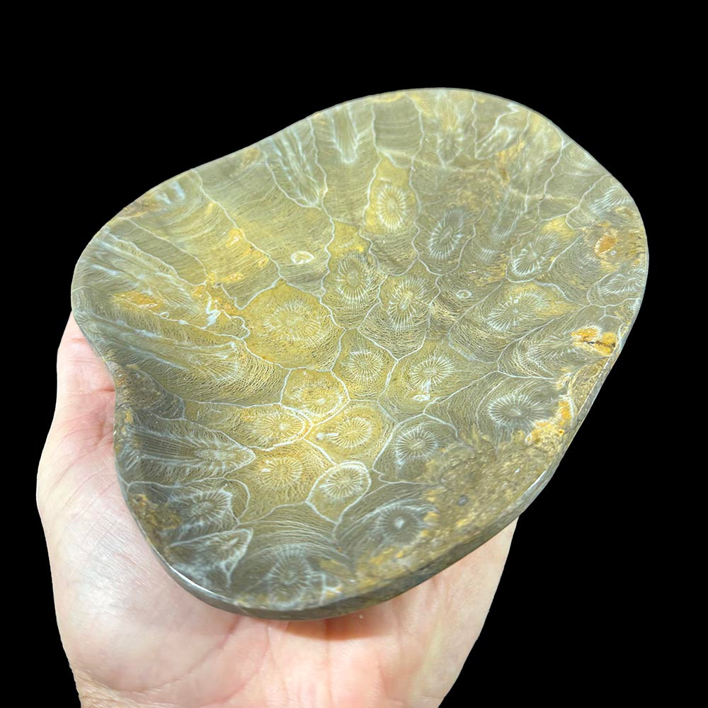 Fossil Coral Bowl For Sale | Fossilsplus