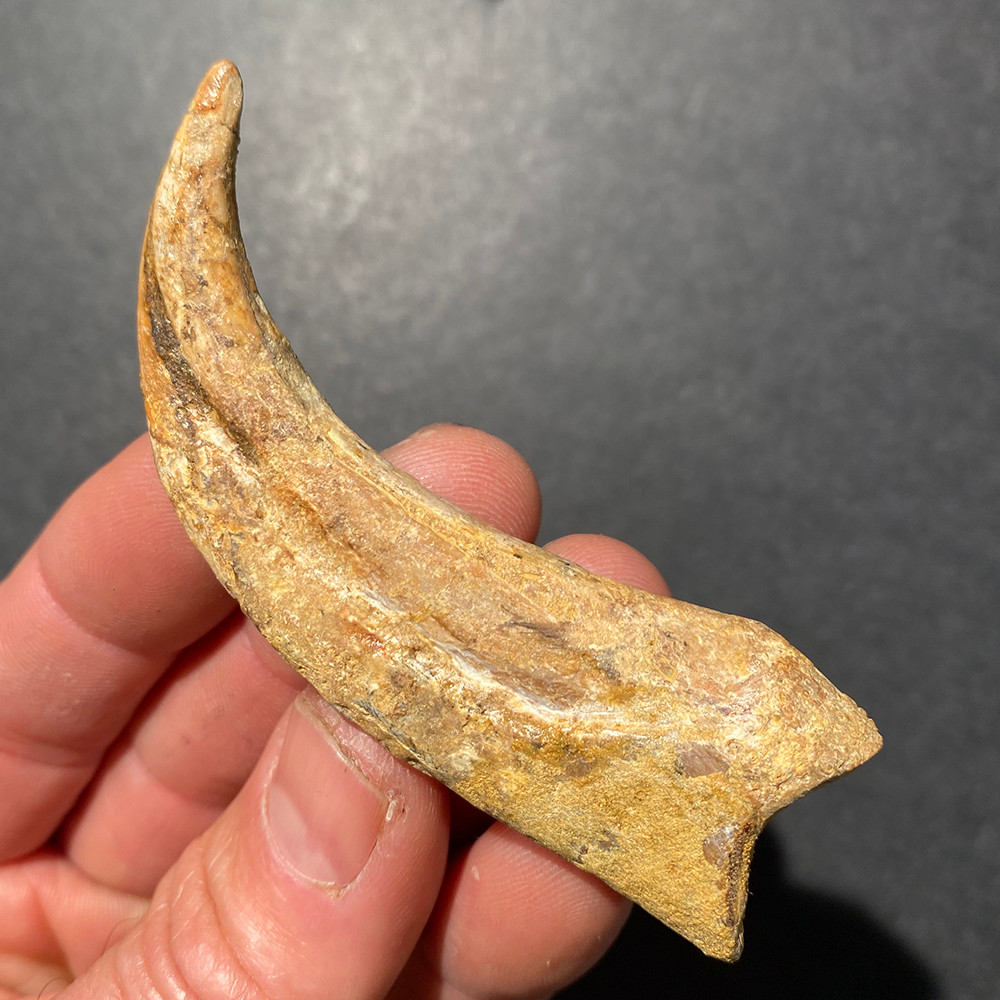 Fossil Raptor claw | Fossilsplus