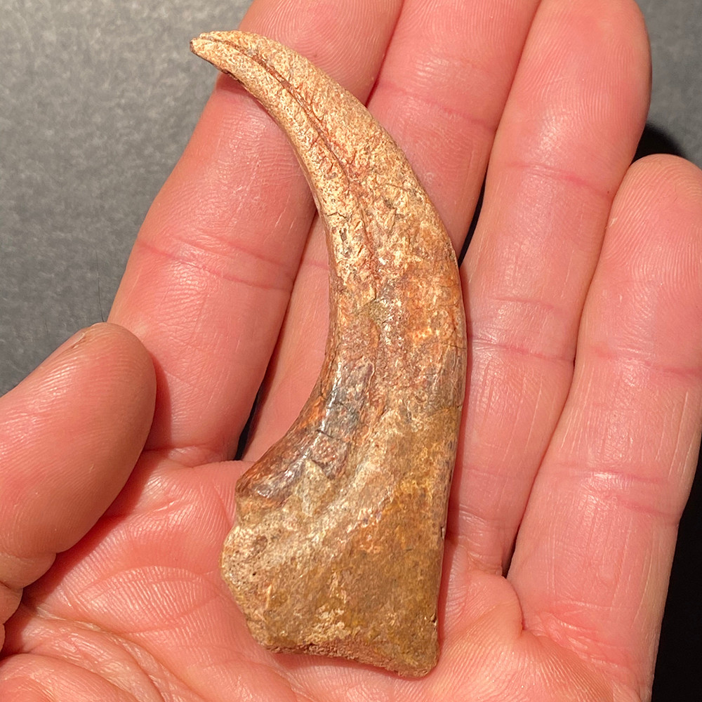 Fossil Raptor claw | Fossilsplus