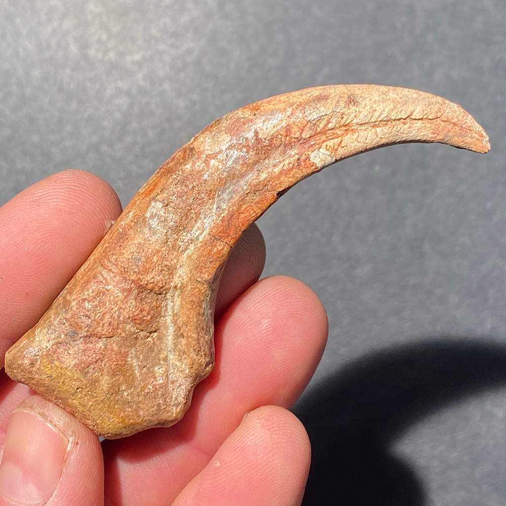Fossil Raptor claw | Fossilsplus