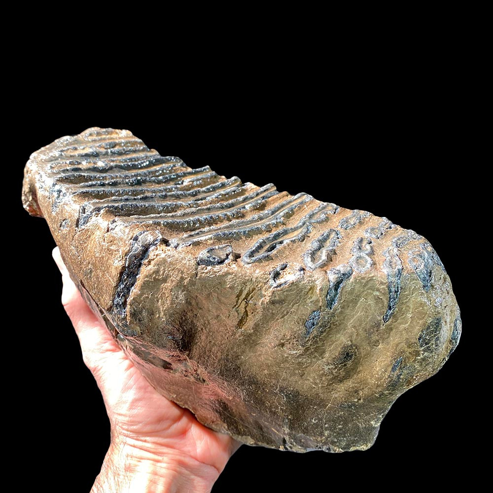 Mammoth tooth for sale | Fossilsplus/Pangaea Industries