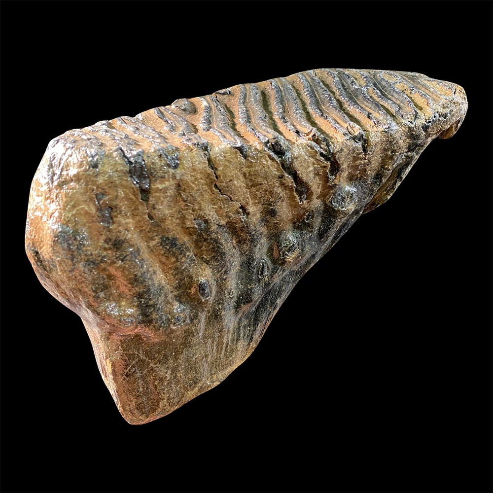 Mammoth tooth for sale | Fossilsplus/Pangaea Industries