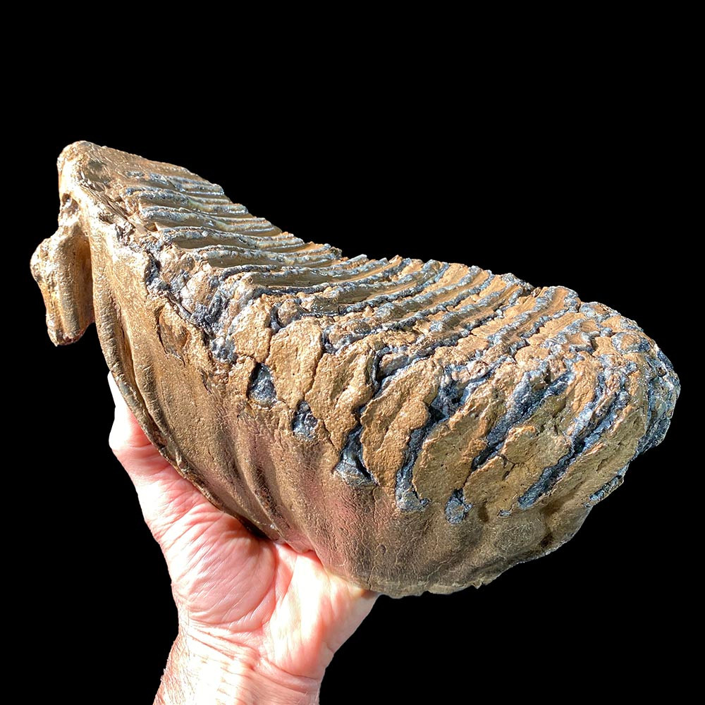 Mammoth tooth for sale | Fossilsplus/Pangaea Industries
