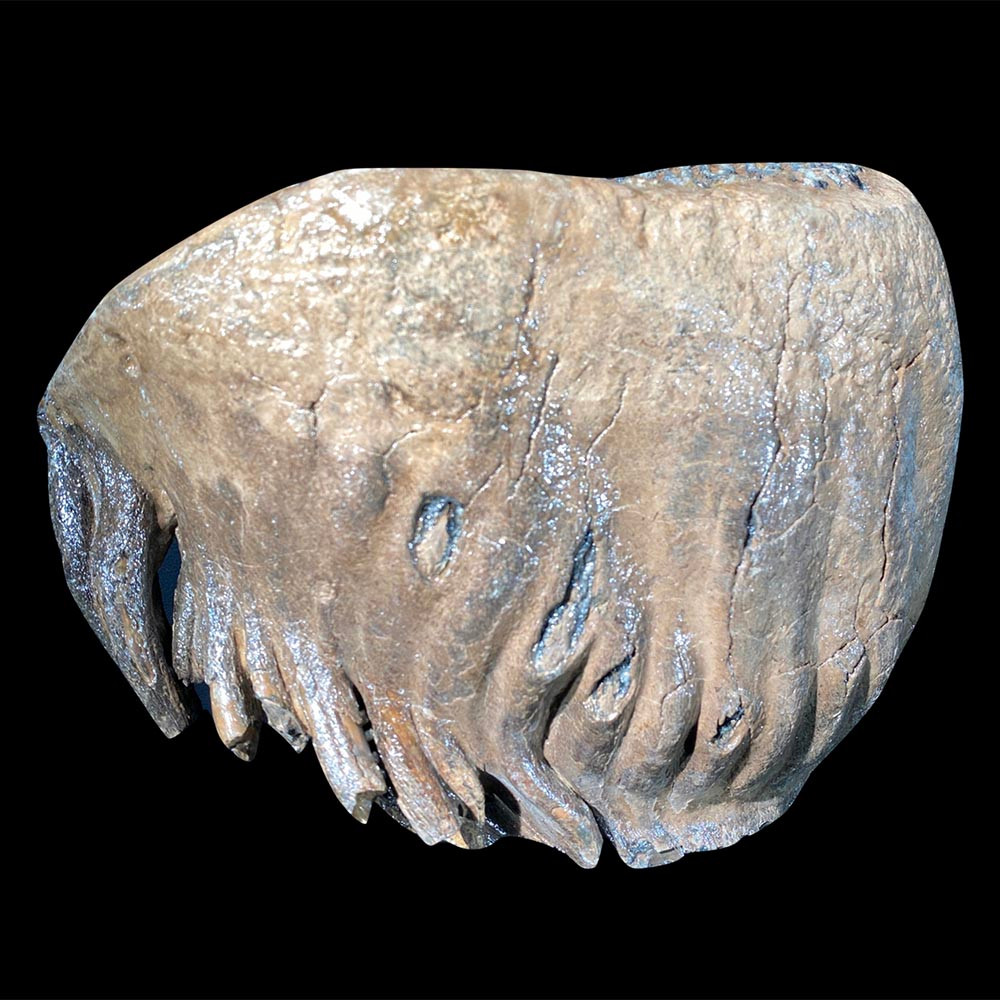 Mammoth tooth for sale | Fossilsplus/Pangaea Industries