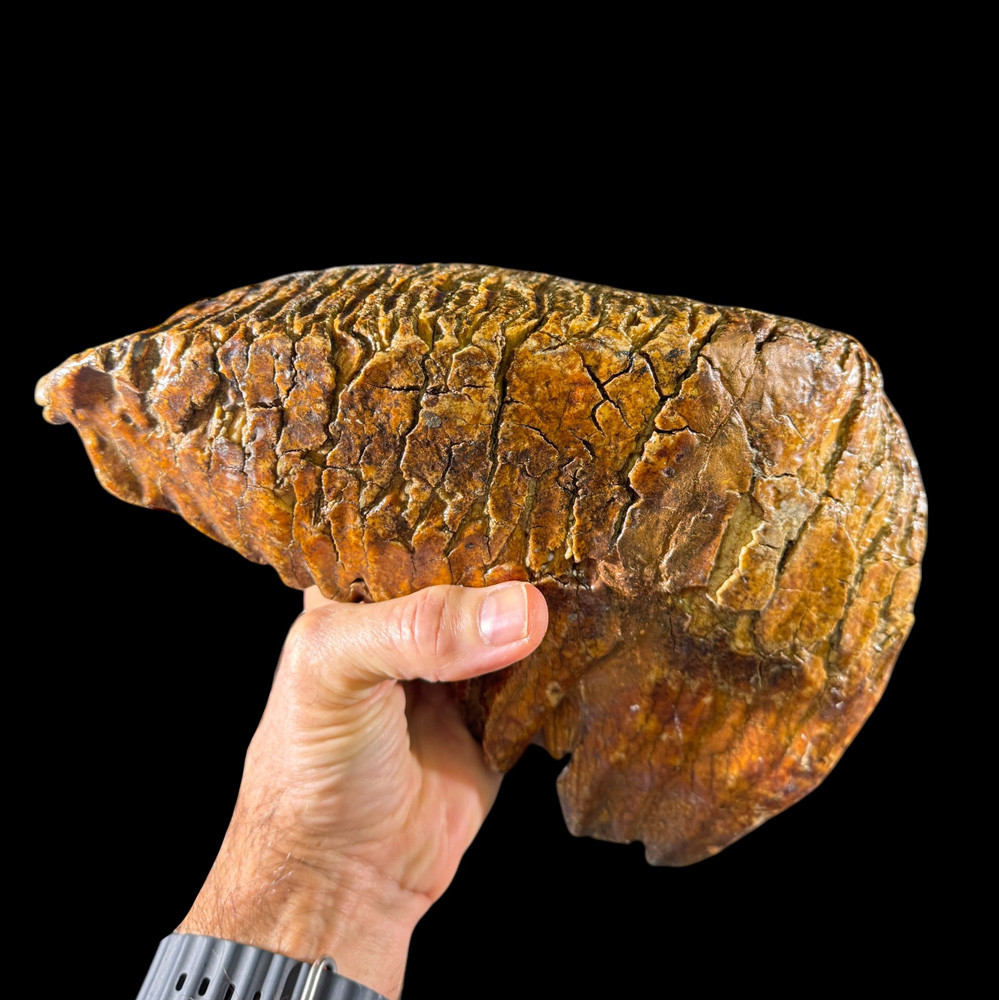 Mammoth tooth for sale | Fossilsplus/Pangaea Industries