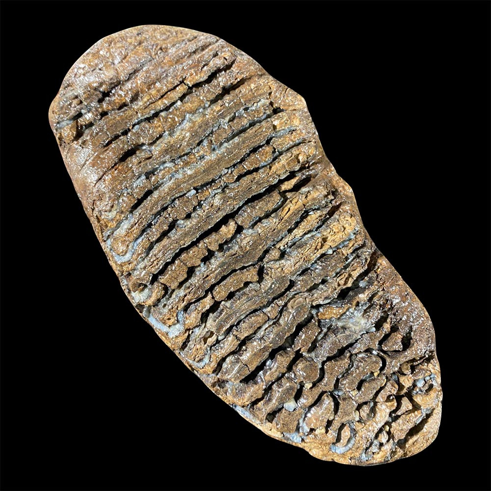 Mammoth tooth for sale | Fossilsplus/Pangaea Industries