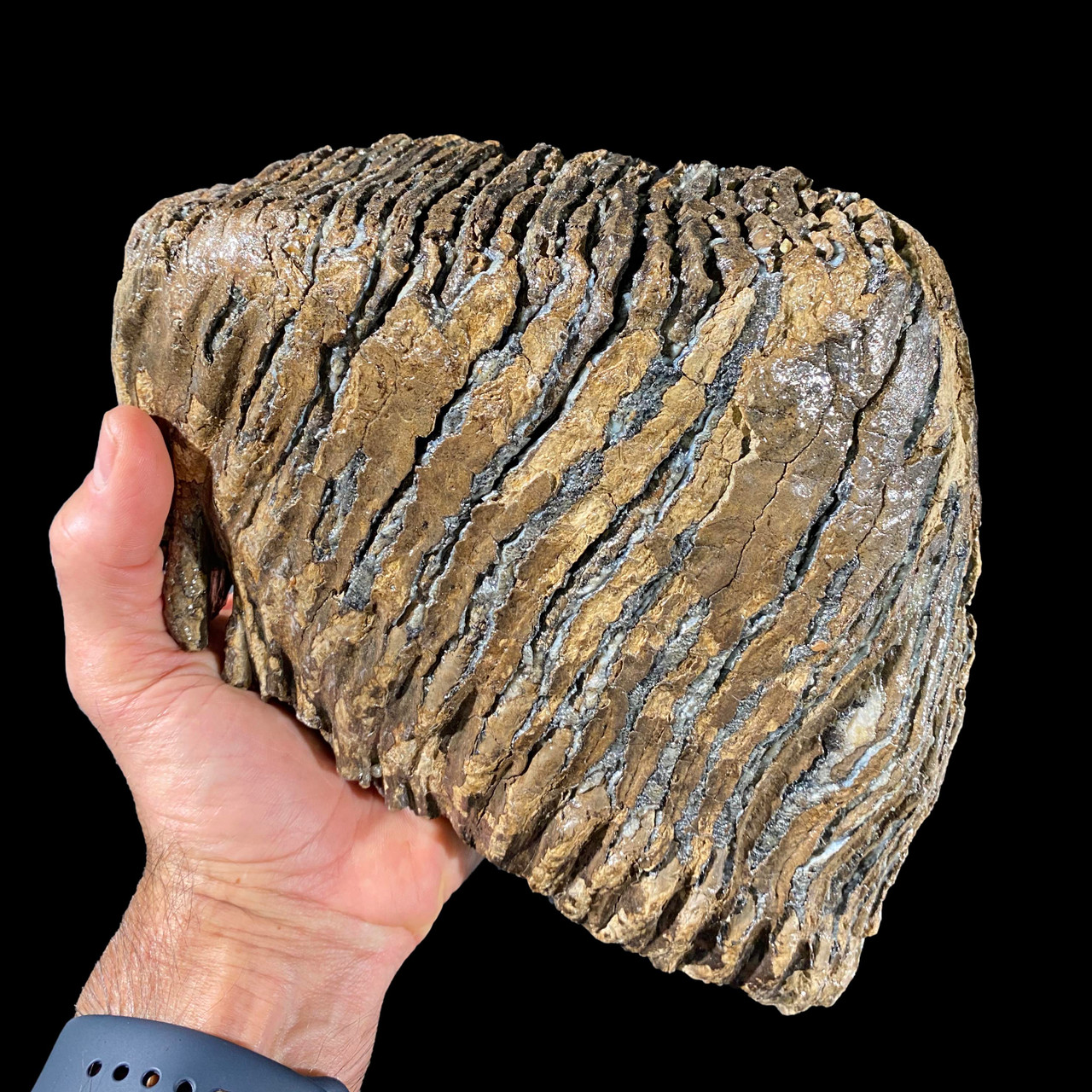Mammoth tooth for sale | Fossilsplus/Pangaea Industries