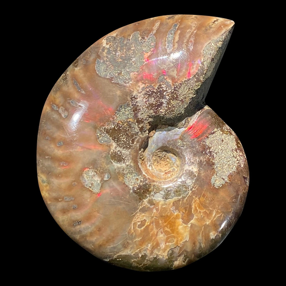 Iridescent Ammonite For Sale | Fossilsplus/Pangaea Industries