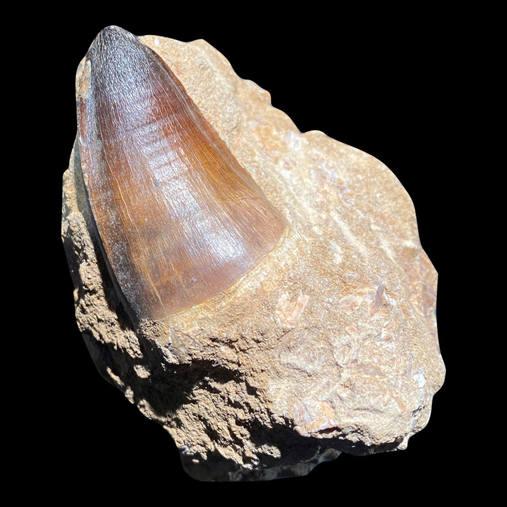 Large Mosasaur tooth in Matrix For Sale | Fossilsplus/Pangaea Industries