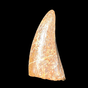 T - Rex Teeth For Sale | Fossilsplus