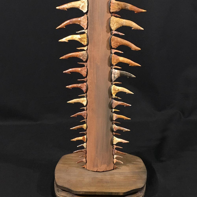 Fossil sawfish rostrum