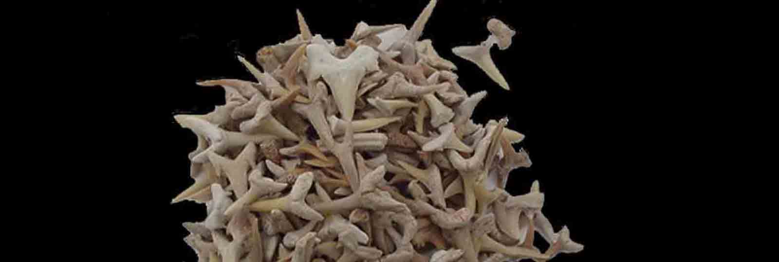 FossilsPlus.com — Quality Fossils for Collectors