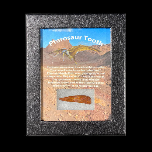 Pterosaur Tooth From Morocco | Fossilsplus/Pangaea Industries