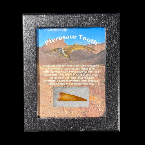 Pterosaur Tooth From Morocco | Fossilsplus/Pangaea Industries