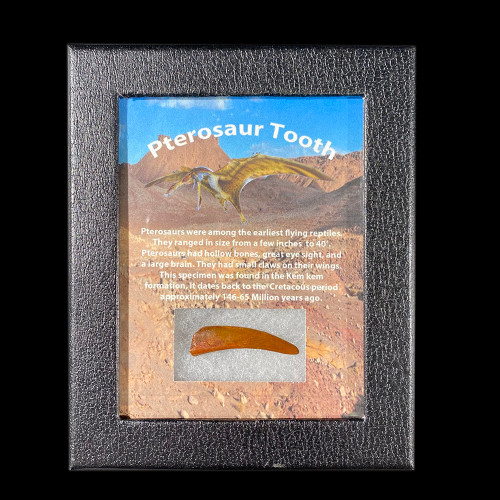 Pterosaur Tooth From Morocco | Fossilsplus/Pangaea Industries