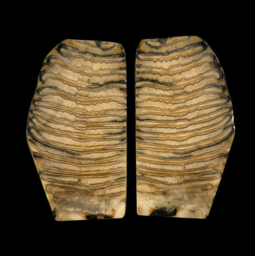 Mammoth Tooth Scales For Sale | Fossilsplus/Pangaea Industries