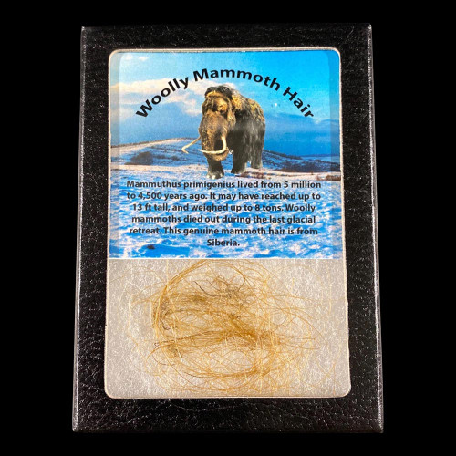 Woolly Mammoth Hair For Sale | Fossilsplus.com/ Pangaea Industries