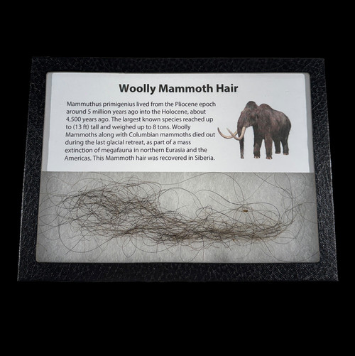 Woolly Mammoth Hair For Sale | Fossilsplus.com/ Pangaea Industries