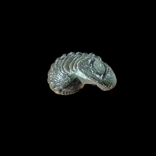 Enrolled Phacops Trilobite Fossil from Morocco – Hand-Selected with ...