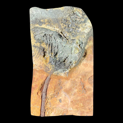 Crinoid Specimen For Sale | Fossilsplus