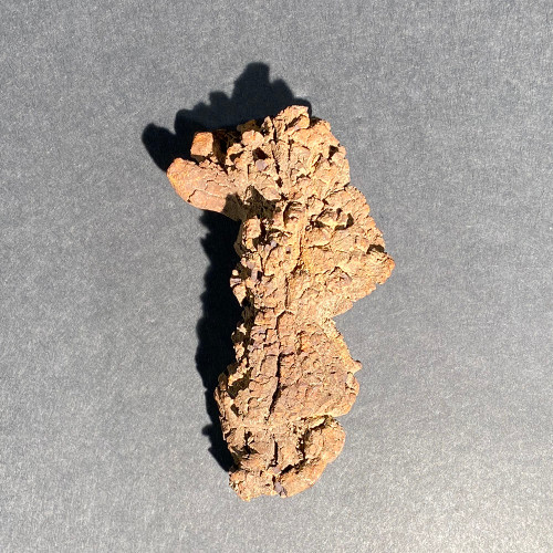 Fossilized turtle poop For Sale | Fossilsplus