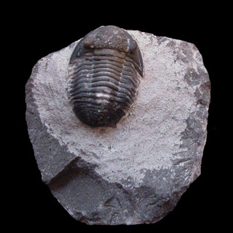 Proetus trilobite from Morocco